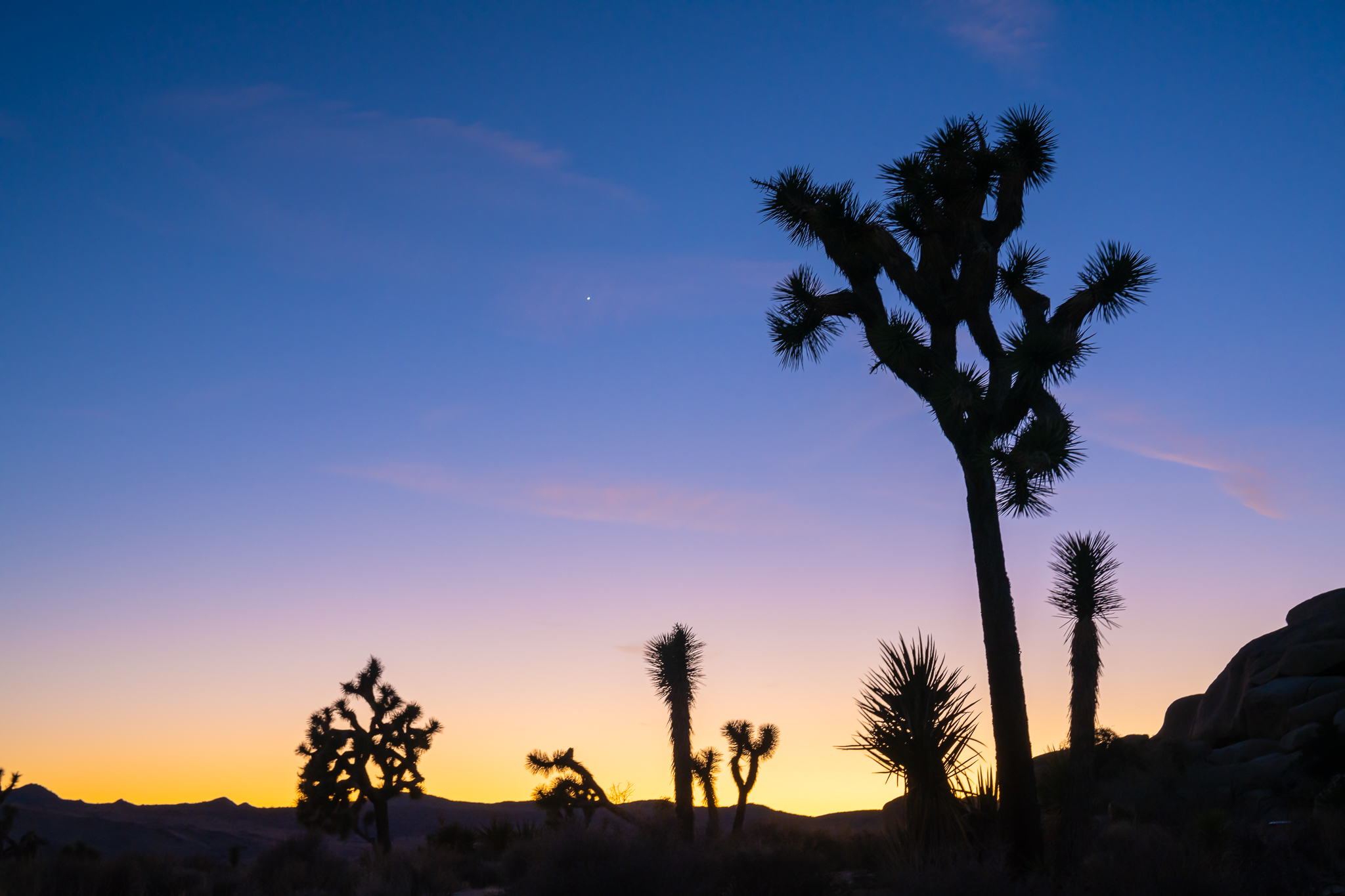 Full Moon Camping at Joshua Tree
